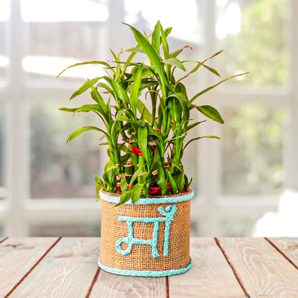Order Online Maa Bamboo Plant | Joymygift